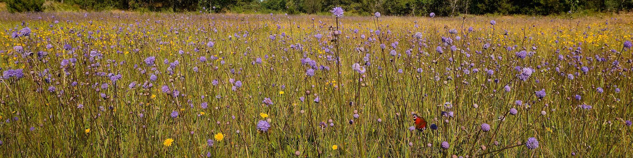 The Danish Nature Fund