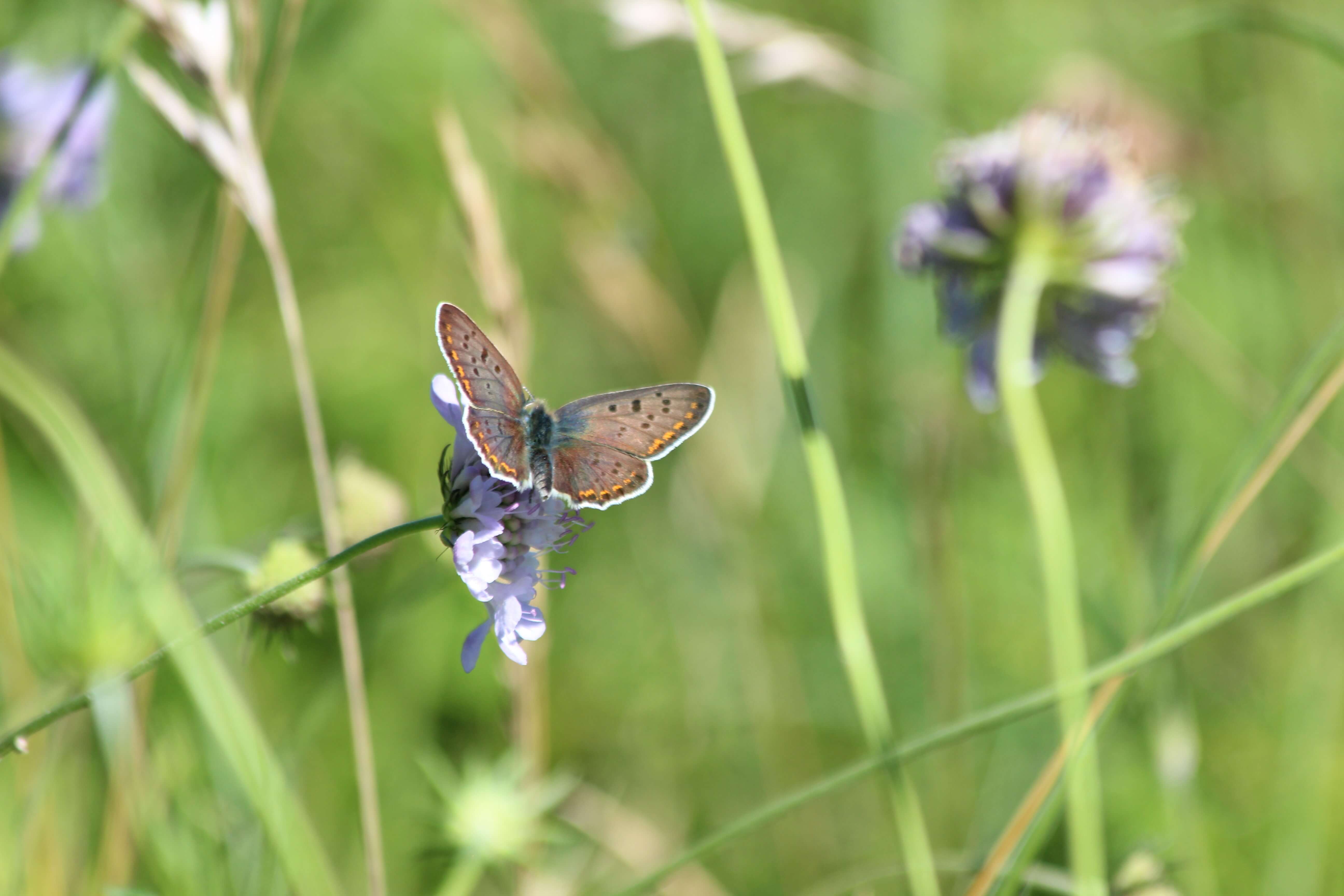 Nye fund af sjælden sommerfugl i Bøtøskoven - Naturfonden : Naturfonden