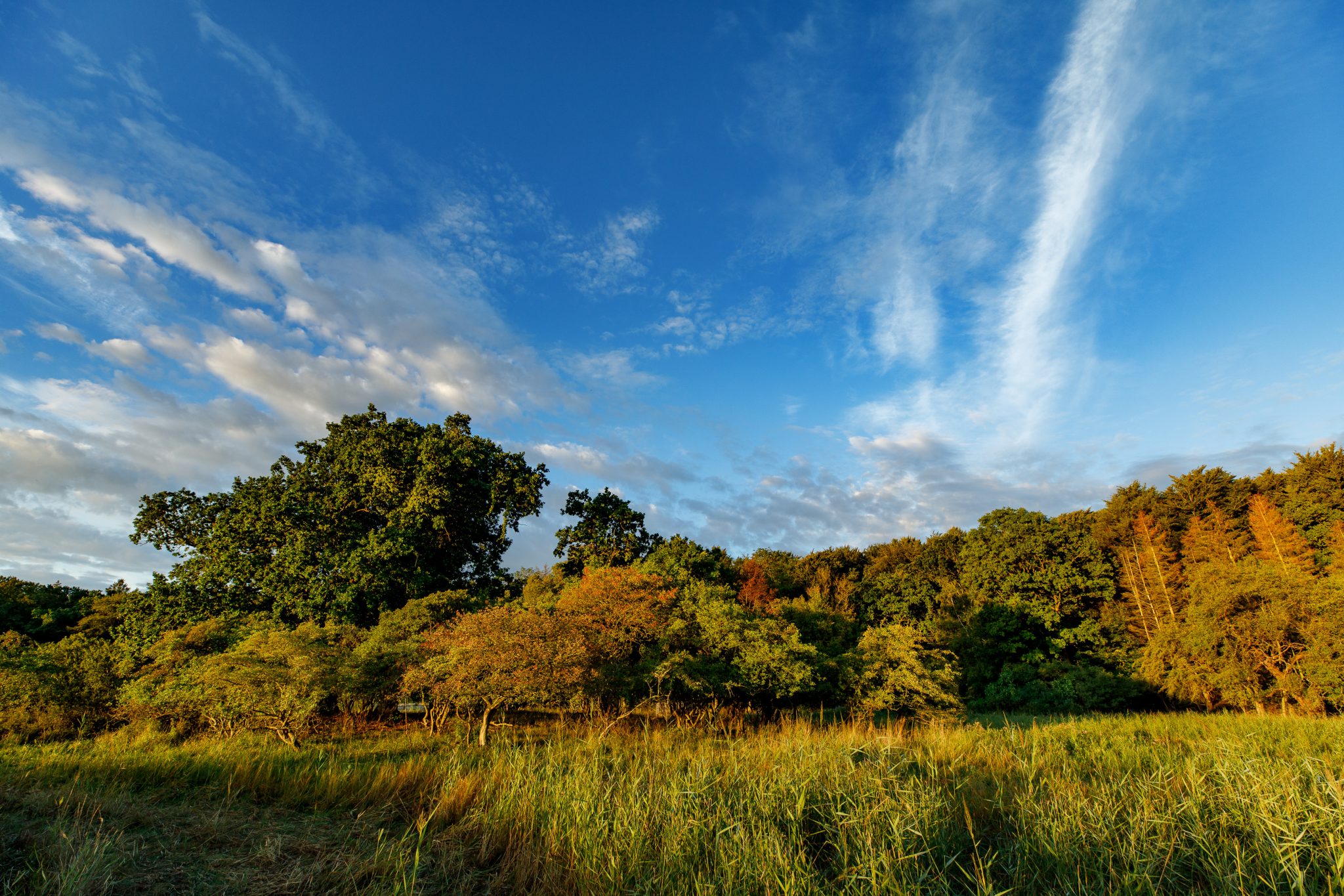 Støt mere uroert skov - Naturfonden : Naturfonden