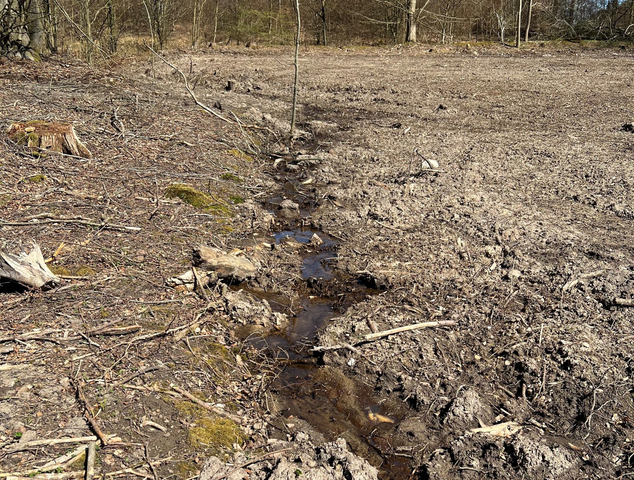 Naturforvandling godt på vej i Lerbjerg Skov - Naturfonden : Naturfonden