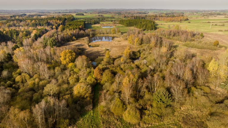 Mere vild natur på vej i Store Åmose - Naturfonden : Naturfonden Mere vild natur på vej i Store Åmose - Naturfonden : Naturfonden