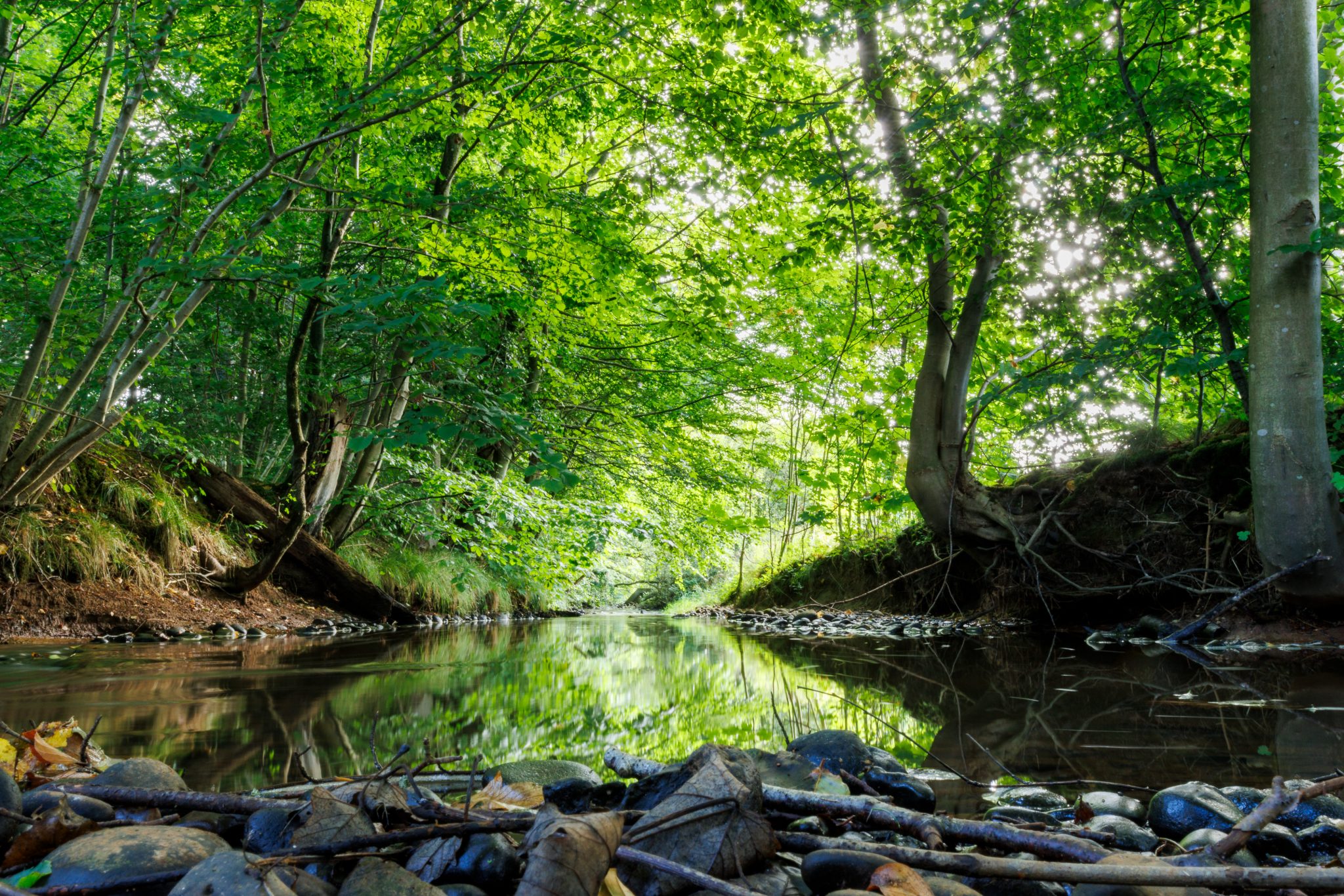 Sjælden vestjysk skov købt af 18.315 danskere som gave til naturen ...